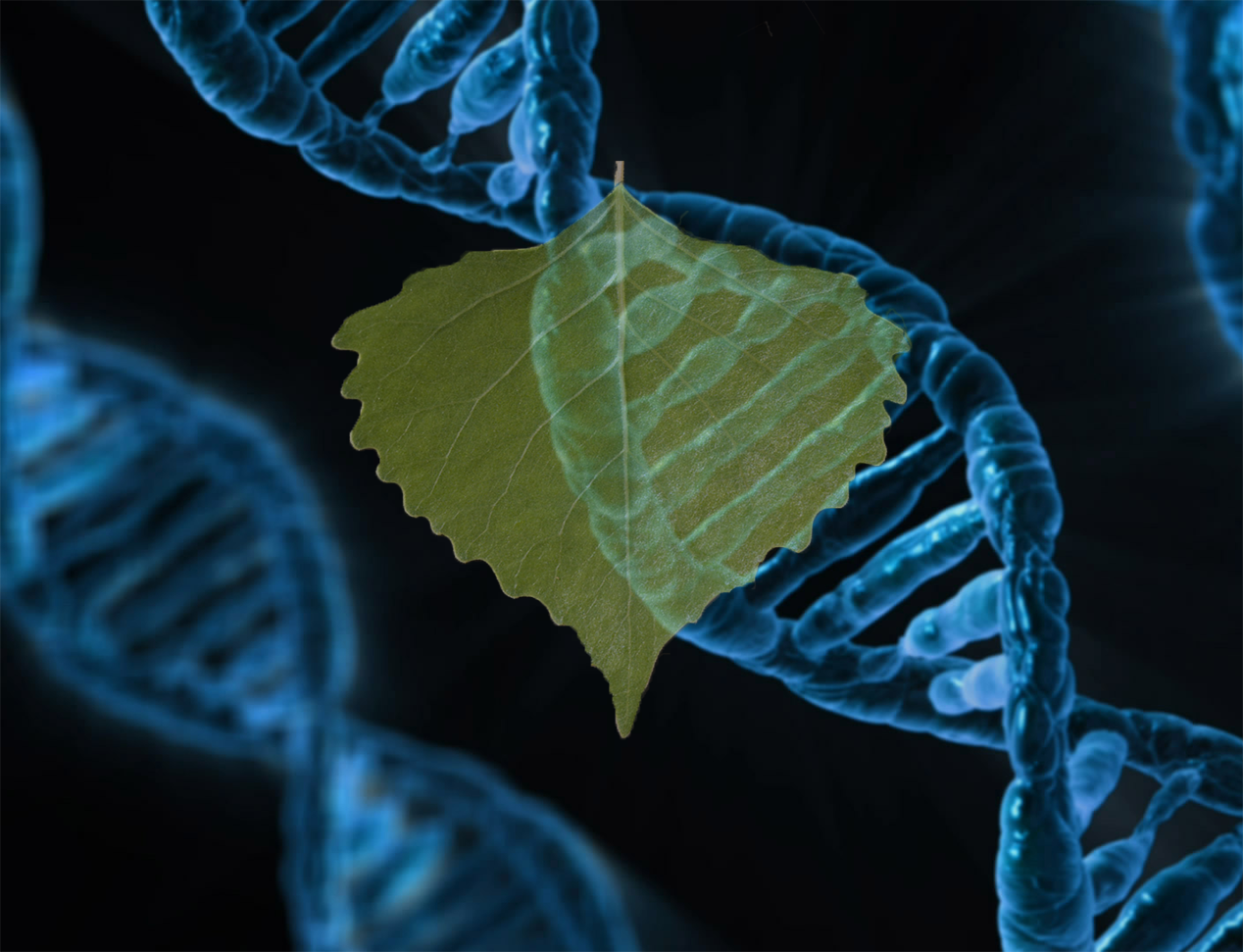 Tree genetic adaptations to climate