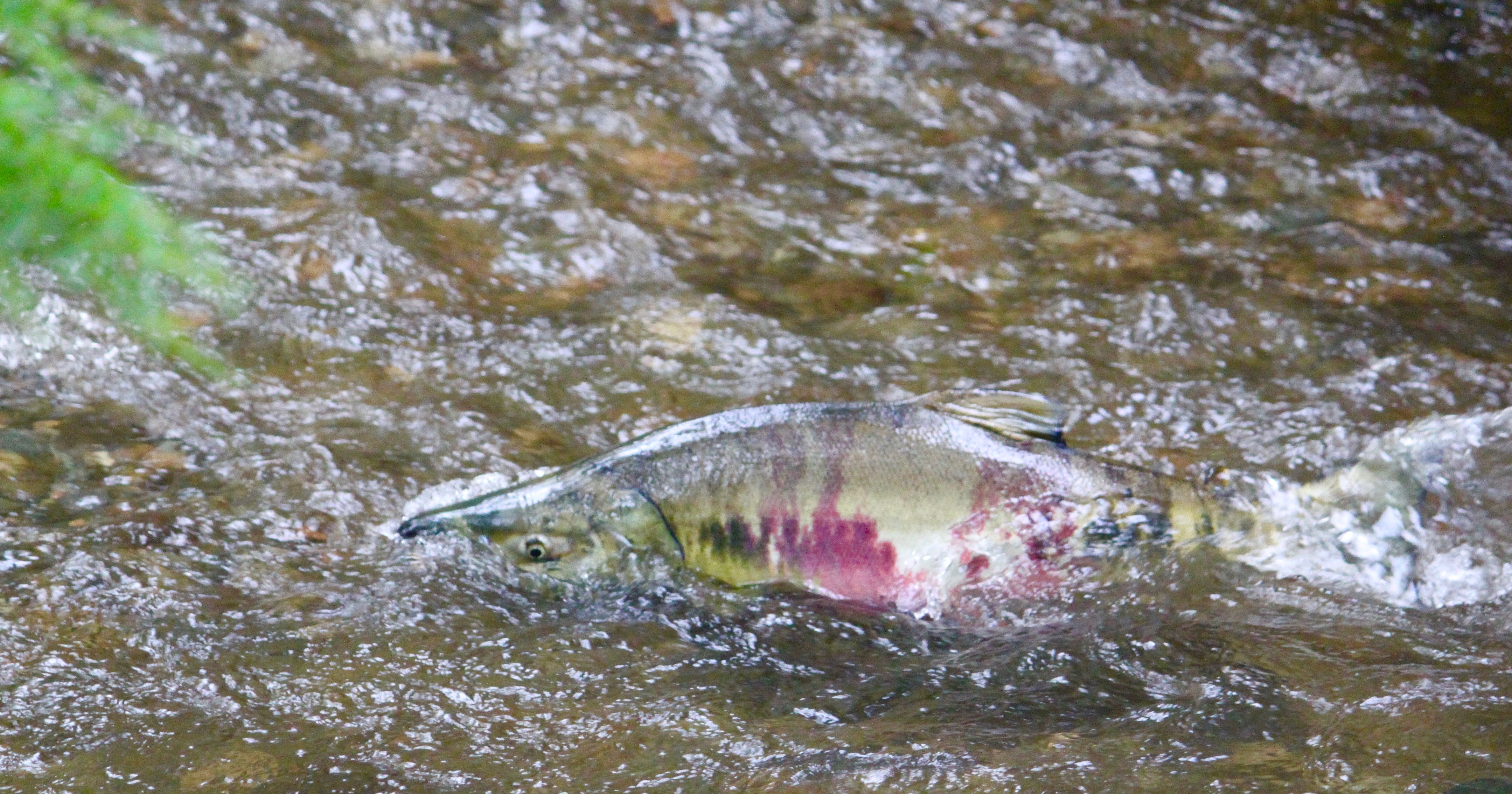 New Publication on the Influence of Climate Change on Stream ...