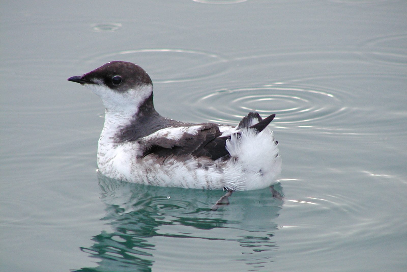 Marbled Murrelet Habitat and Population Trends in a Changing Landscape ...